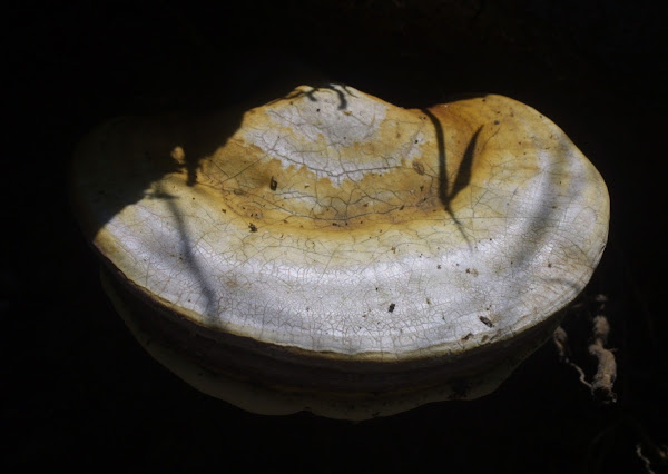 Unknown Polypore | Project Noah
