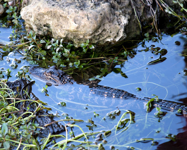 American Alligator (Juvenile) | Project Noah