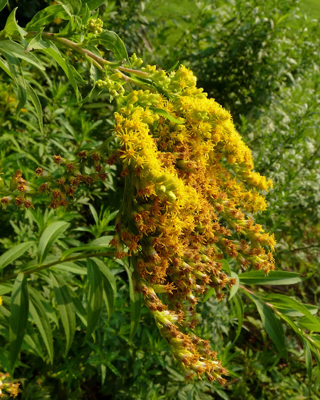 Tall Goldenrod | Project Noah