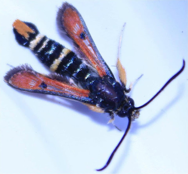 Fiery-clearwing | Project Noah