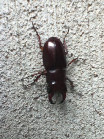 Stag Beetle | Project Noah