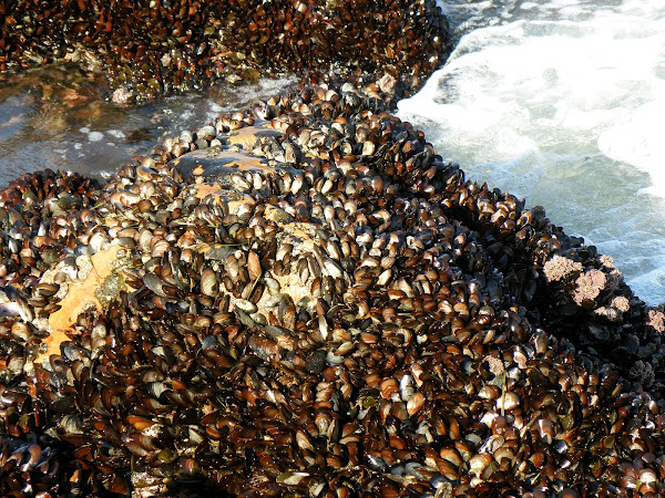 Mussel | Project Noah