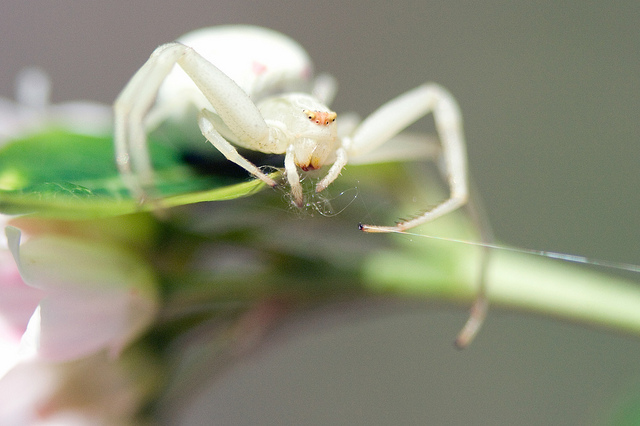 Goldenrod Crab Spider | Project Noah