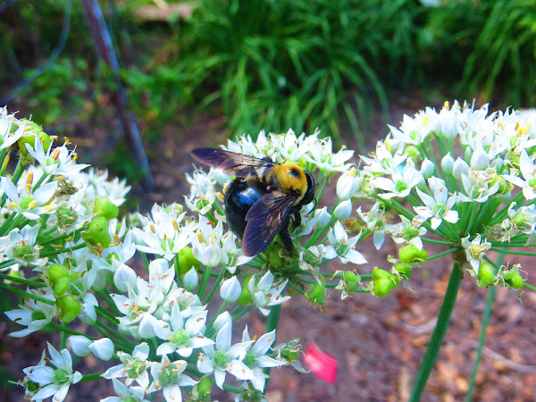 Bumble bee | Project Noah