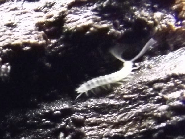 Symphylan | Project Noah