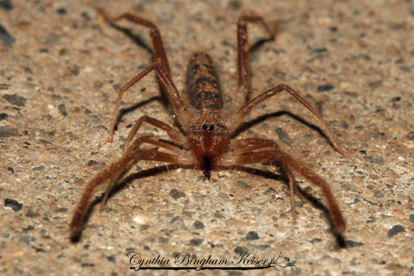 Straight-faced Solifugid | Project Noah