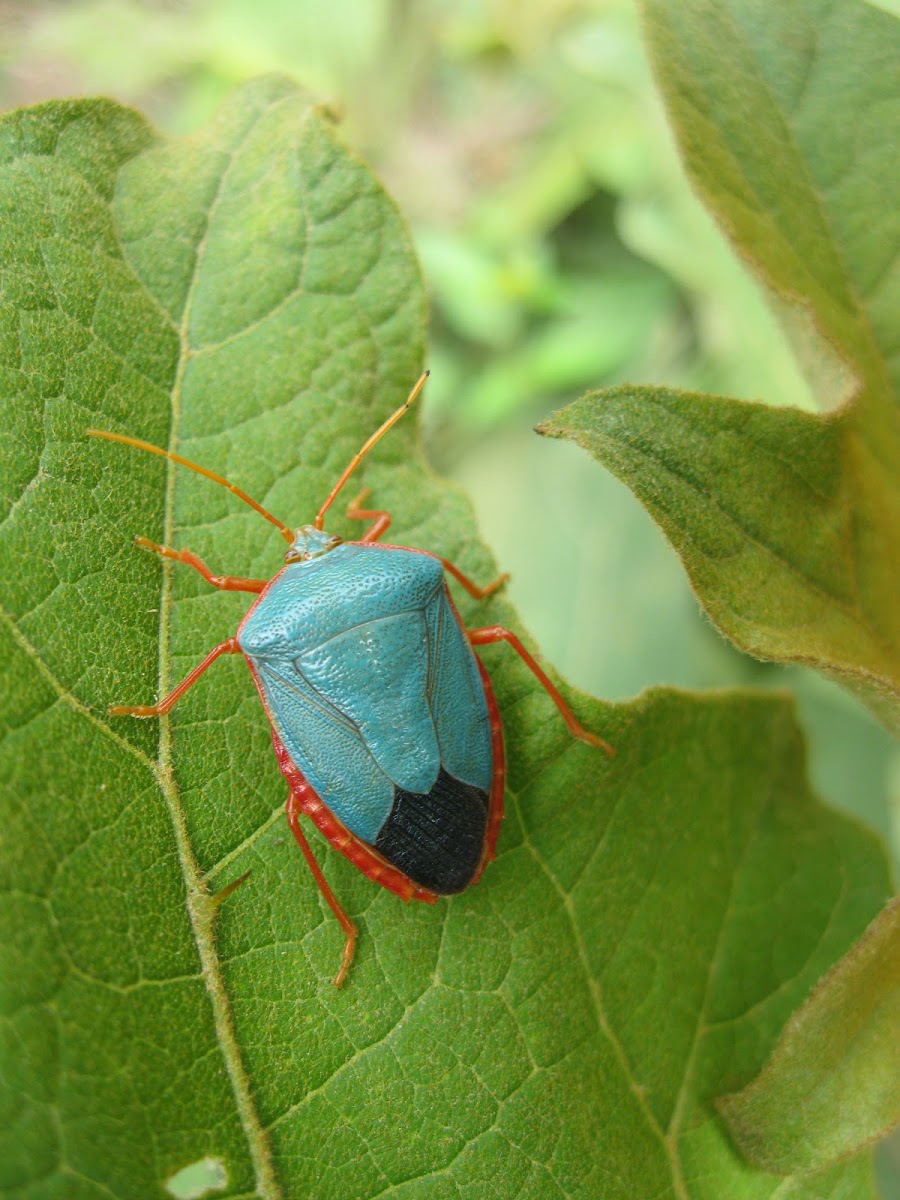 Turquoise Shield Bug | Project Noah