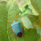 Turquoise Shield Bug | Project Noah