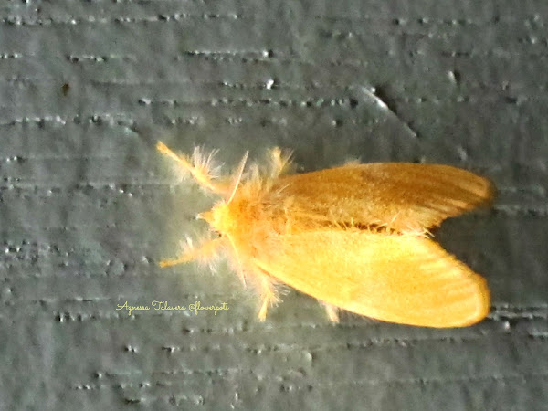 Yellow Tussock Moth | Project Noah