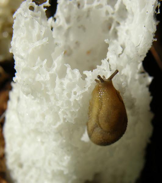 Grey field slug | Project Noah