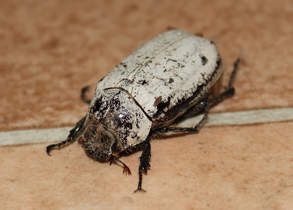 Greyback Cane Beetle | Project Noah