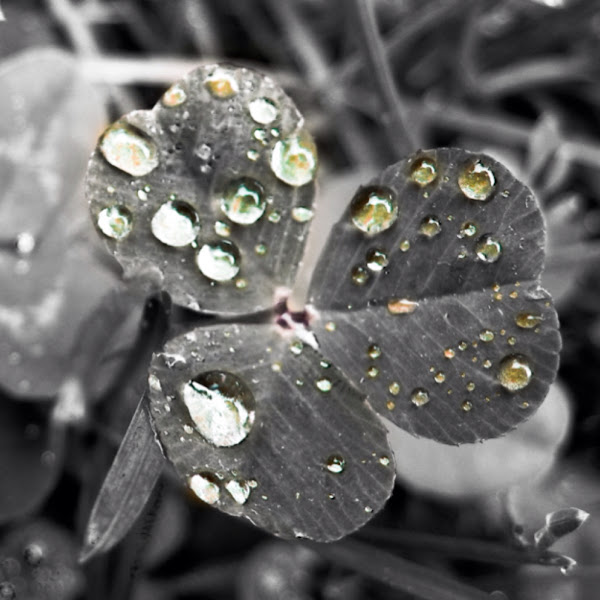 Clover | Project Noah