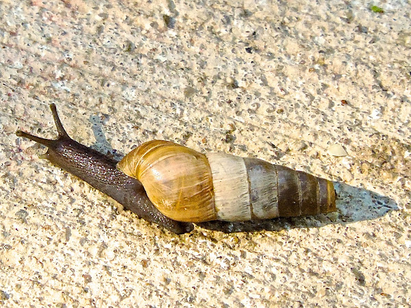 Decollate Snail | Project Noah