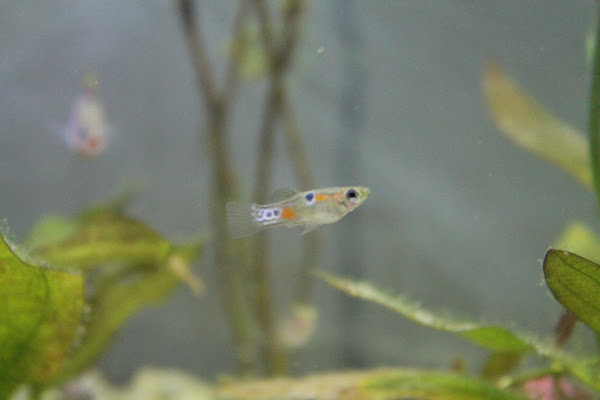 Wild Guppy | Project Noah