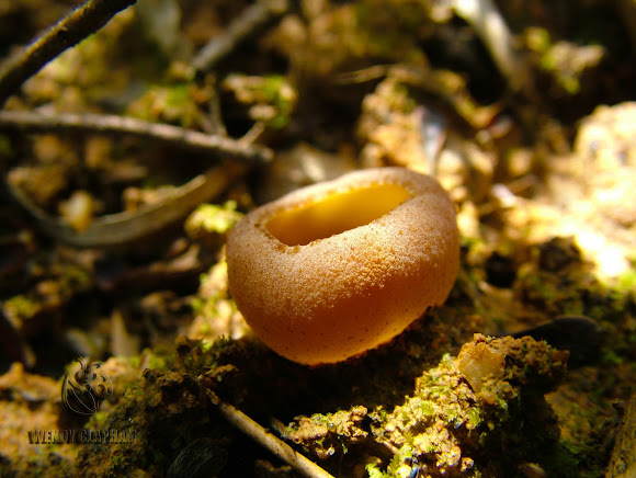 Cup Fungus | Project Noah