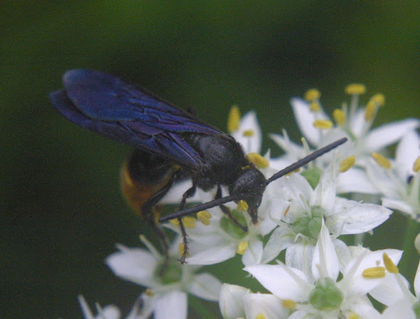 Blue-winged Wasp | Project Noah