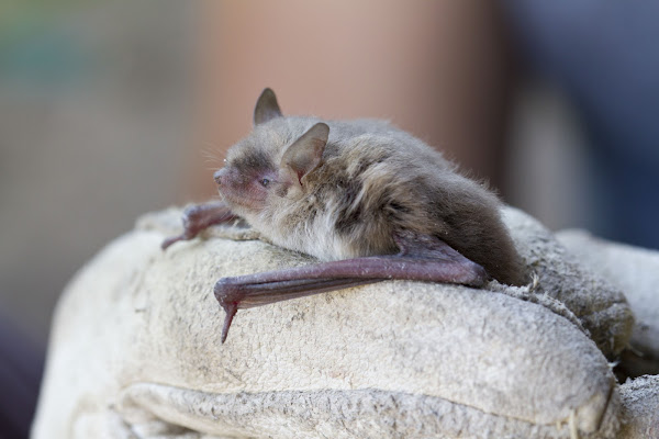 Yuma myotis | Project Noah