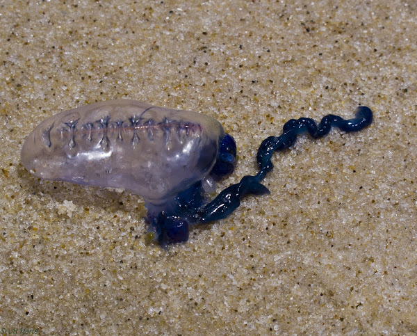 Blue Bottle | Project Noah