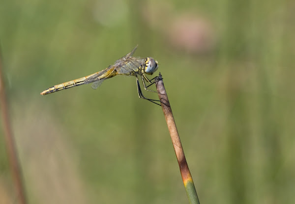 Red veined Darter | Project Noah