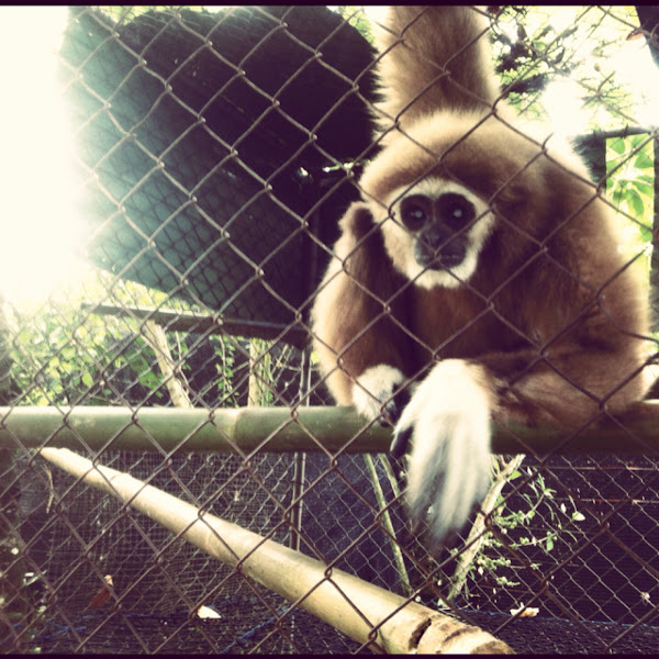 White-Handed Gibbon | Project Noah