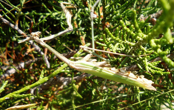 Mantis palo, empusa | Project Noah