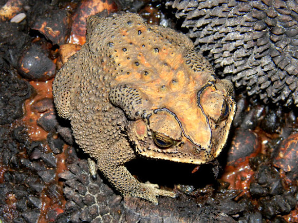 Southeast Asian toad, Asian common toad, spectacled toad | Project Noah