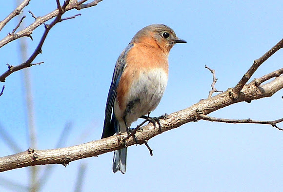 Eastern Bluebird | Project Noah