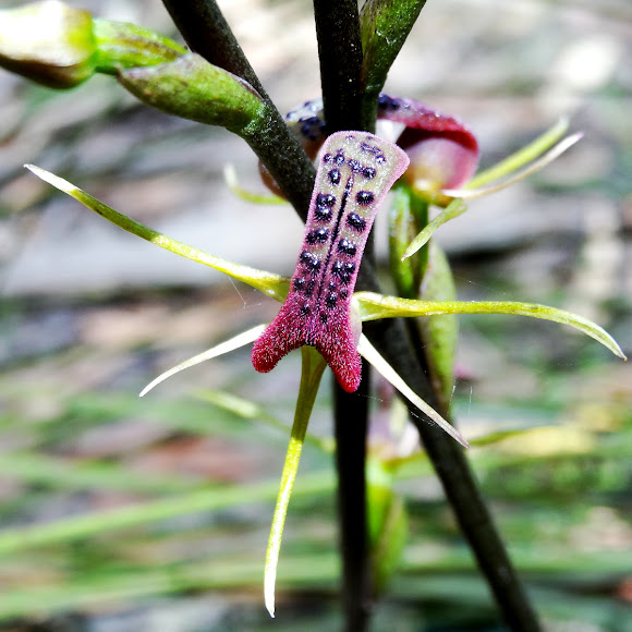 Small tongue orchid | Project Noah