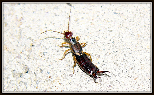 European Earwig | Project Noah