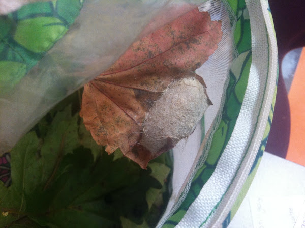 Polyphemus Moth Caterpillar & Cocoon | Project Noah