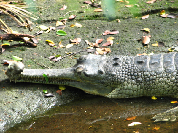 Gharial | Project Noah