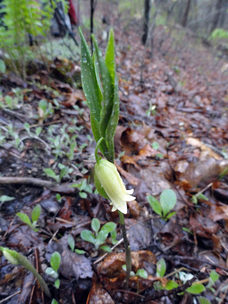 Sessile bellwort or wild oats | Project Noah