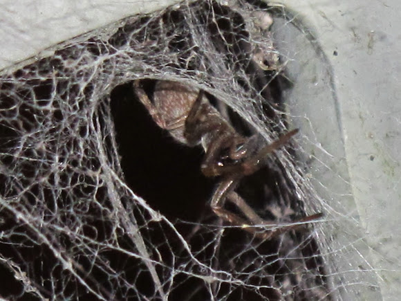 Grey House Spider | Project Noah