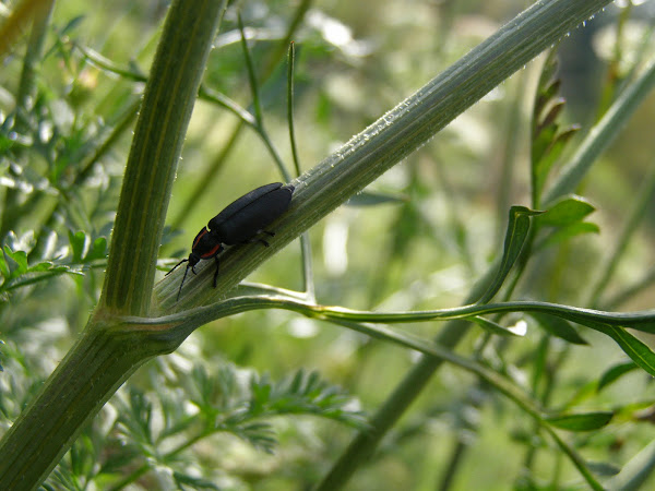 Diurnal Firefly on Queen Anne's Lace | Project Noah