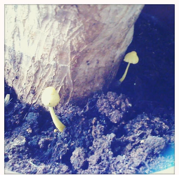 Yellow toadstools... | Project Noah