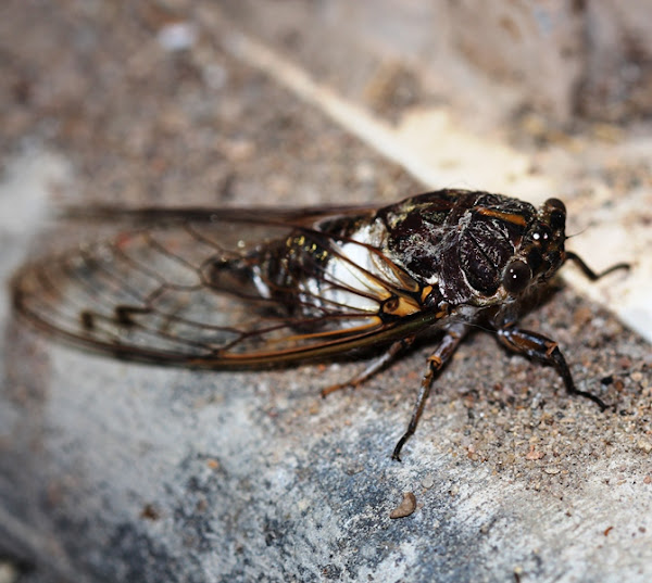 Floury Baker Cicada | Project Noah