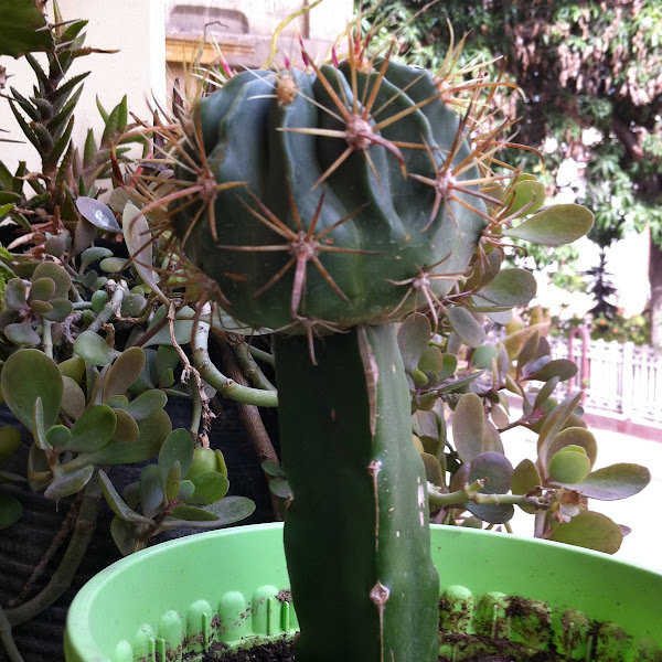 My cacti | Project Noah