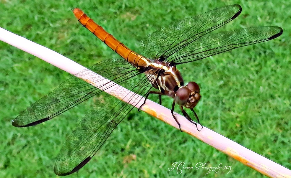 Roseate Skimmer Dragonfly (Female / Male) | Project Noah