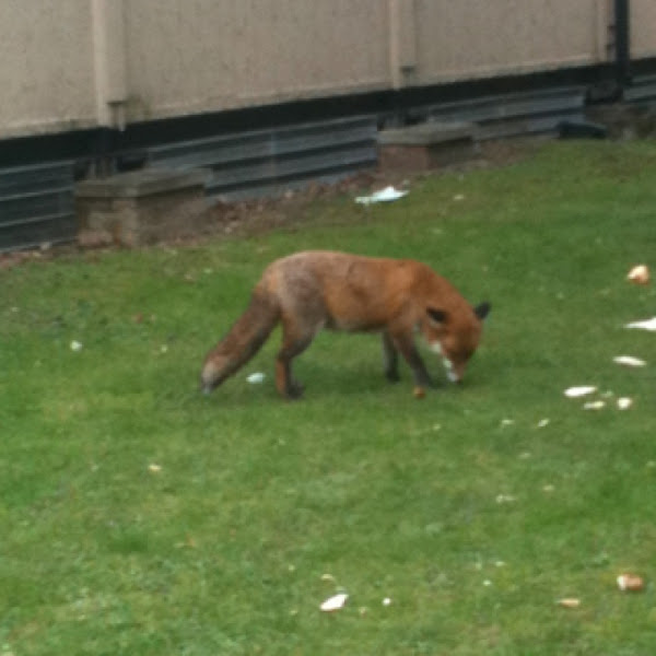 Red fox | Project Noah