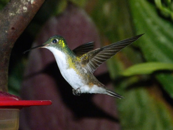Andean emerald | Project Noah