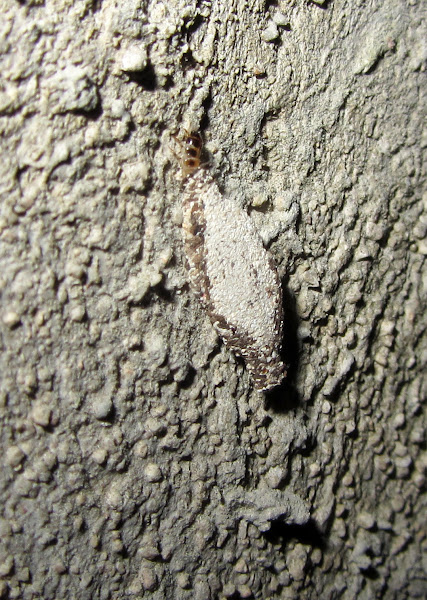 Case-making Clothing Moth | Project Noah