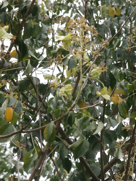 Hop Tree | Project Noah