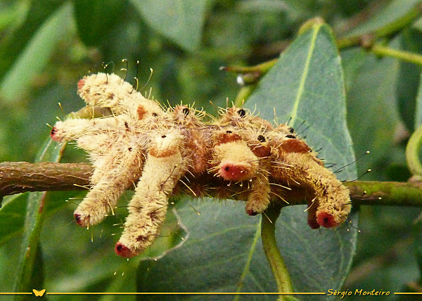 Limacodidae caterpillar | Project Noah