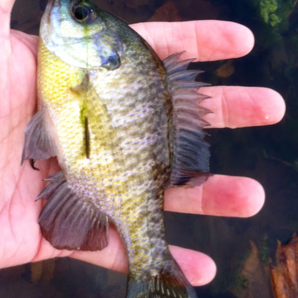 Bluegill | Project Noah