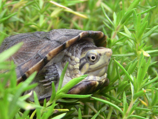 Red-cheeked Mud Turtle x Common Musk Turtle | Project Noah