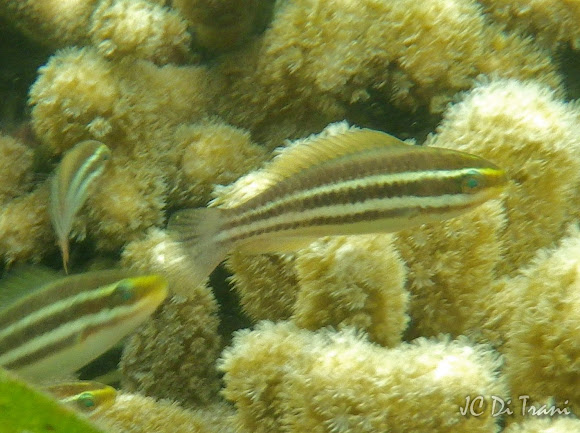 Striped Parrotfish (Juvenile) | Project Noah