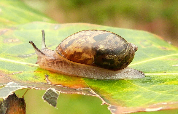 Oval Ambersnail | Project Noah