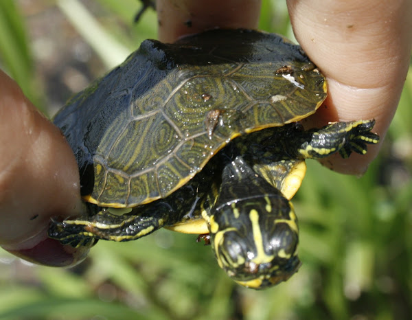 Yellowbelly Slider Turtle, hatchling | Project Noah