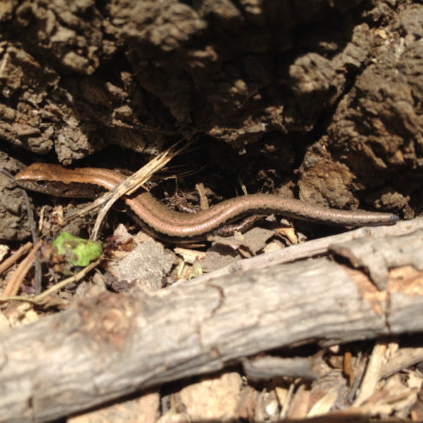 Ground Skink | Project Noah