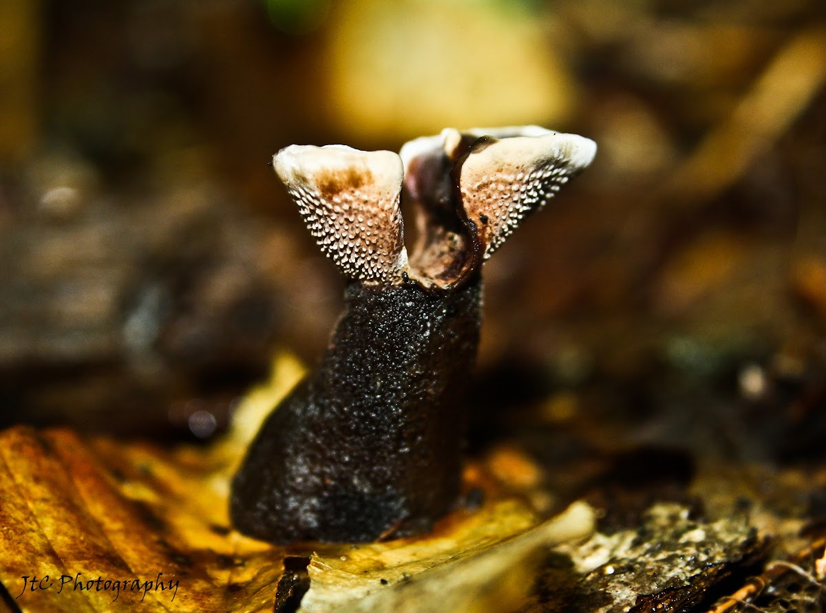 Tooth fungus | Project Noah